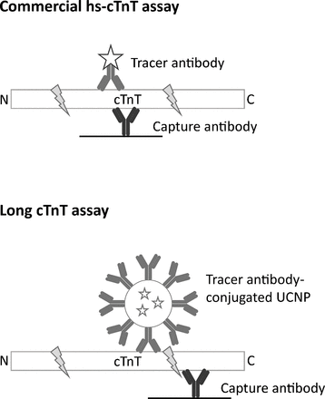 Composition of cardiac troponin release differs after marathon running ...