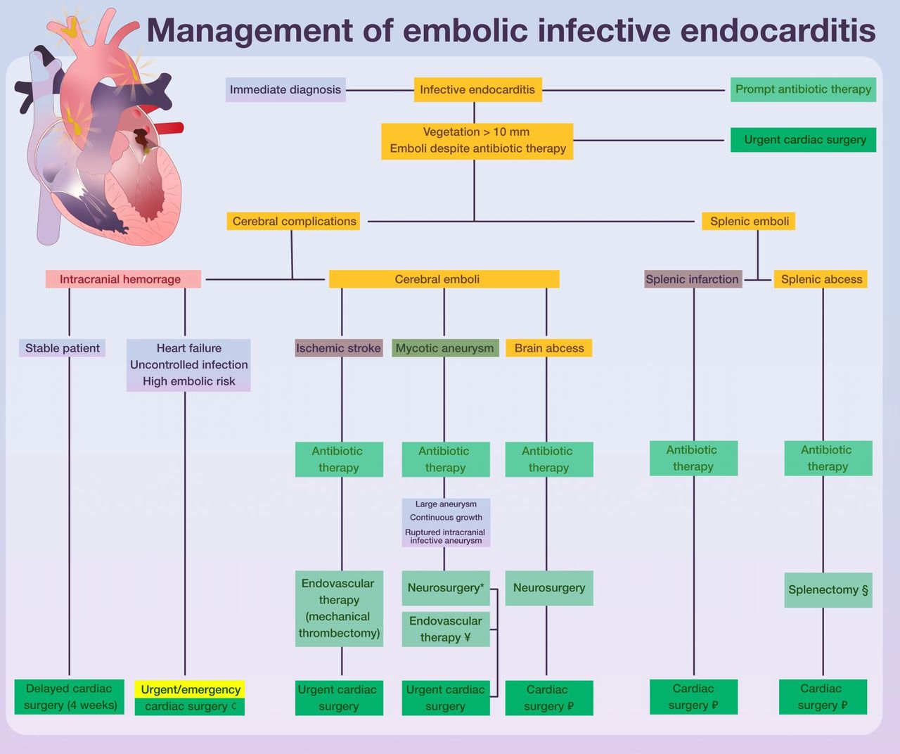 Infective Endocarditis Management Teachmepaediatrics Diabetic