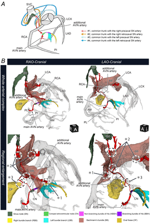 Anatomical characterisation of an additional atrioventricular node ...